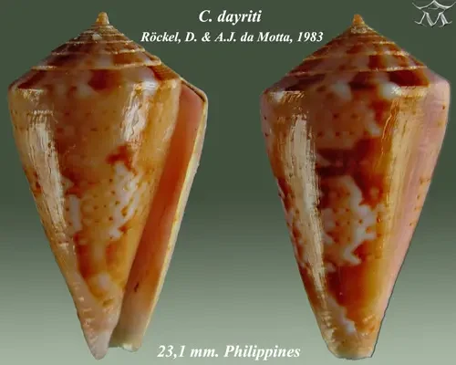 Conus dayriti - Facts, Diet, Habitat & Pictures on Animalia.bio