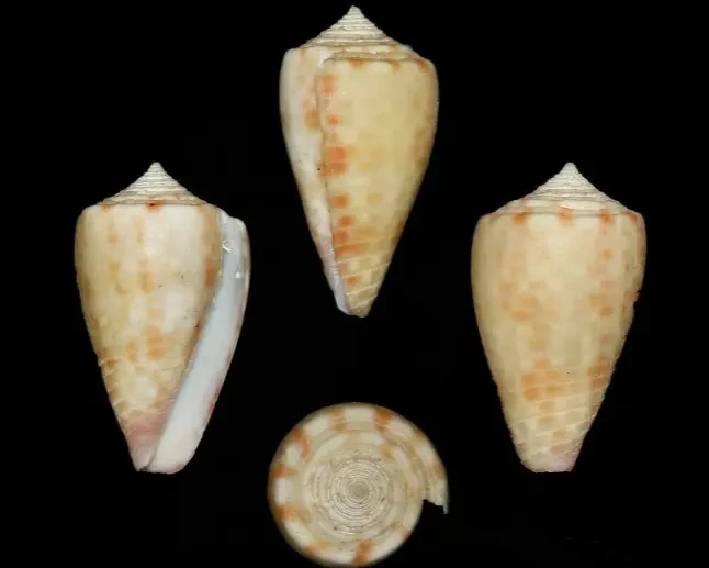 Conus edaphus - факти, дієта, ареал і фотографії на Animalia.bio