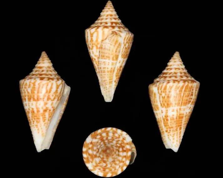Conus ernesti - факти, дієта, ареал і фотографії на Animalia.bio
