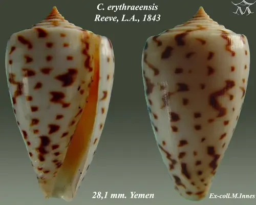 Conus erythraeensis - факти, дієта, ареал і фотографії на Animalia.bio