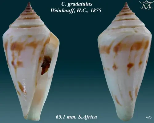 Conus gradatulus - факти, дієта, ареал і фотографії на Animalia.bio