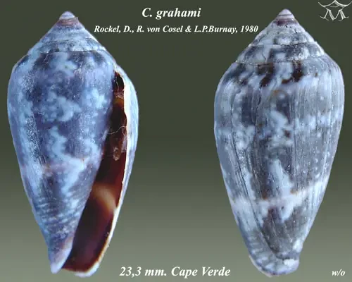 Conus grahami - факти, дієта, ареал і фотографії на Animalia.bio