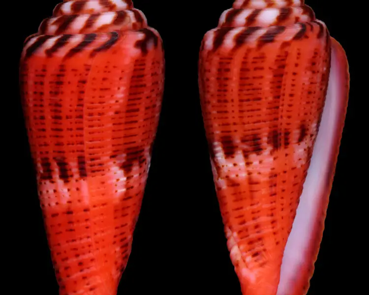 Conus granulatus - Facts, Diet, Habitat & Pictures on Animalia.bio