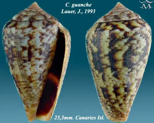Conus guanche - факти, дієта, ареал і фотографії на Animalia.bio