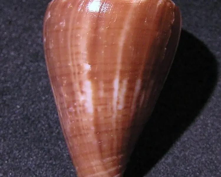 Conus hyaena - Facts, Diet, Habitat & Pictures on Animalia.bio