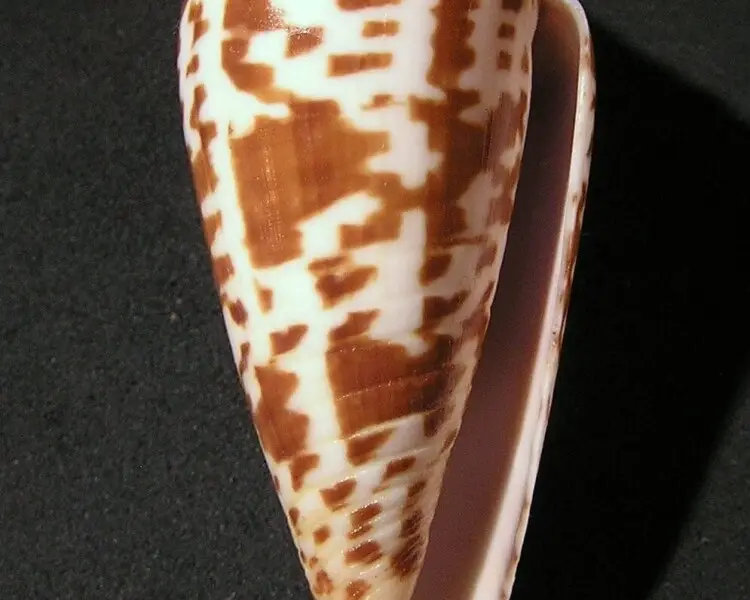 Conus inscriptus - Facts, Diet, Habitat & Pictures on Animalia.bio