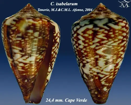 Conus isabelarum - Facts, Diet, Habitat & Pictures on Animalia.bio