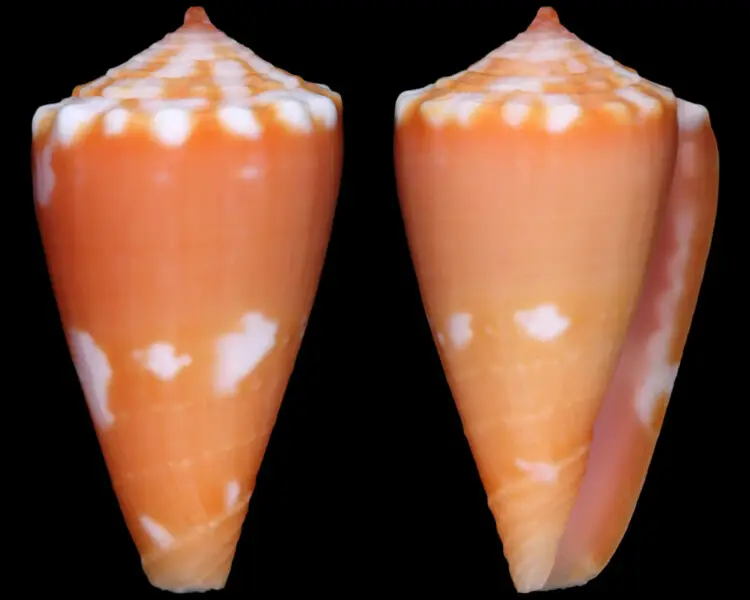 Conus jacarusoi - Facts, Diet, Habitat & Pictures on Animalia.bio