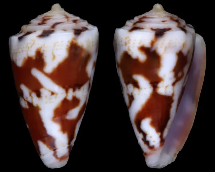 Conus kalafuti - факти, дієта, ареал і фотографії на Animalia.bio