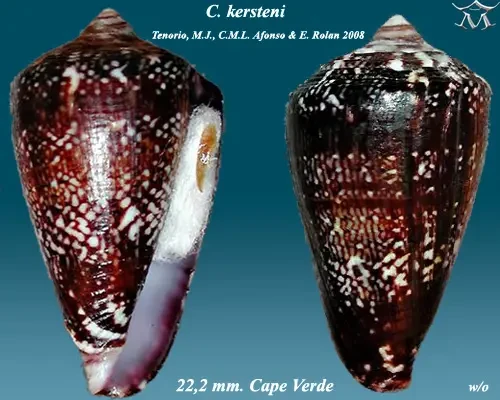 Conus kersteni - факти, дієта, ареал і фотографії на Animalia.bio