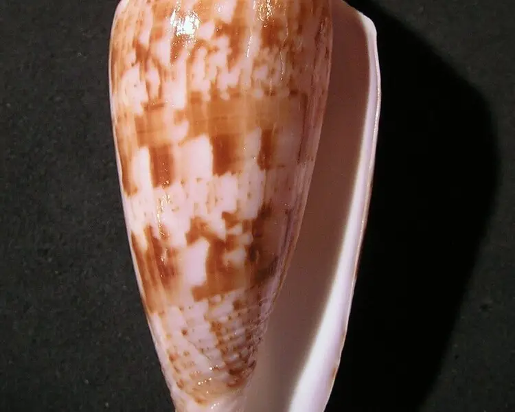 Conus kinoshitai - факти, дієта, ареал і фотографії на Animalia.bio