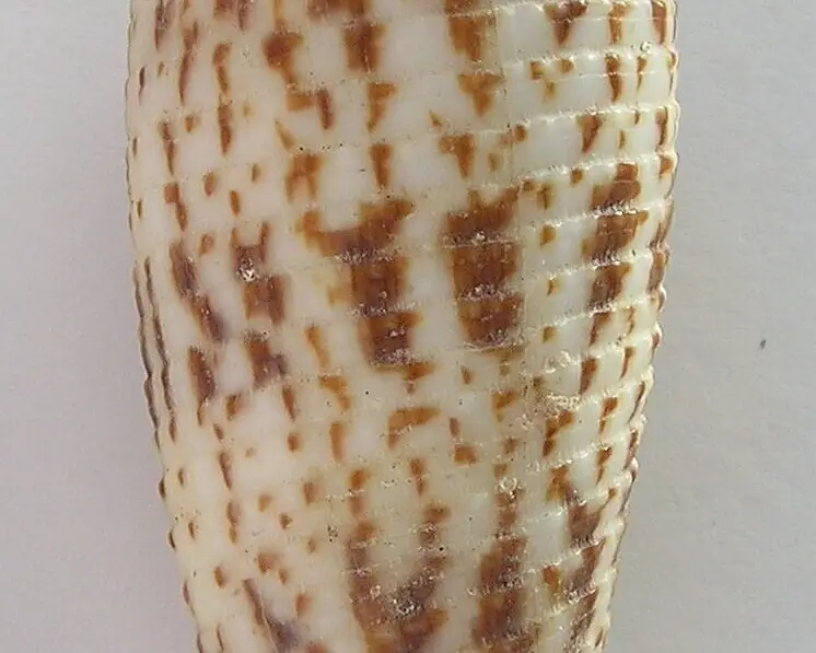 Conus laterculatus - факти, дієта, ареал і фотографії на Animalia.bio