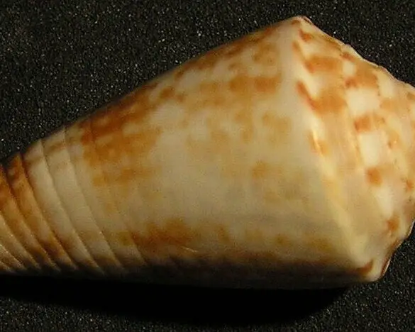 Conus lemniscatus - факти, дієта, ареал і фотографії на Animalia.bio