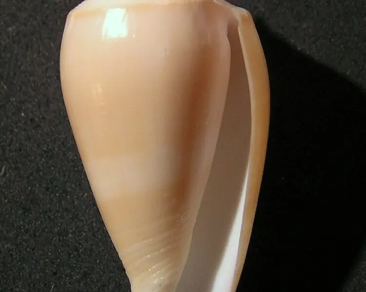 Conus leobottonii - факти, дієта, ареал і фотографії на Animalia.bio