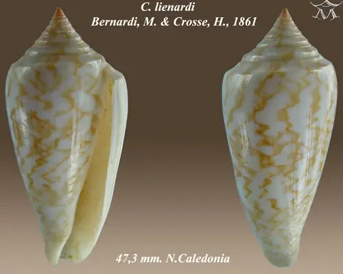 Conus lienardi - факти, дієта, ареал і фотографії на Animalia.bio