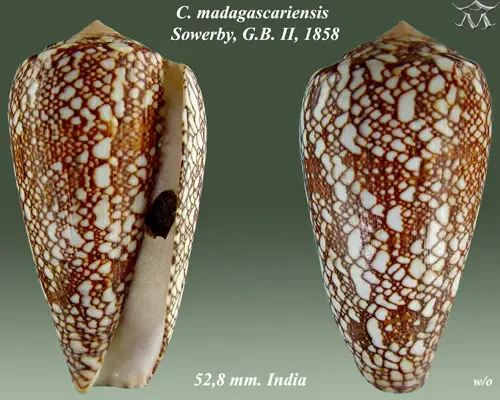 Conus madagascariensis - факти, дієта, ареал і фотографії на Animalia.bio