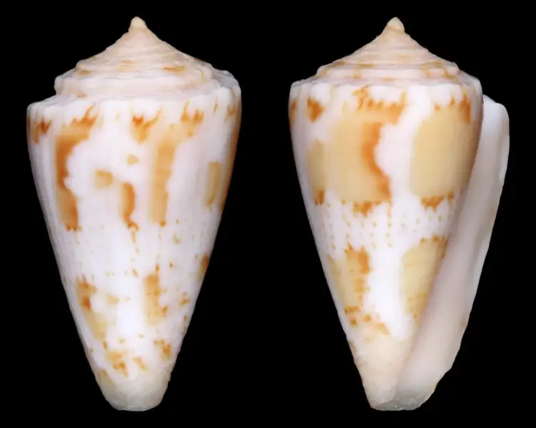 Conus magellanicus - факти, дієта, ареал і фотографії на Animalia.bio