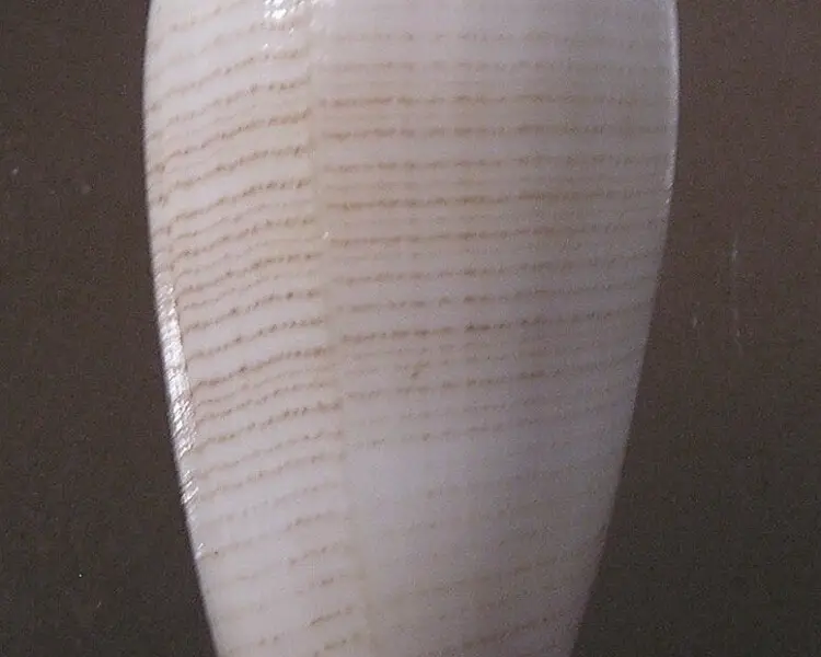 Conus magus - Facts, Diet, Habitat & Pictures on Animalia.bio