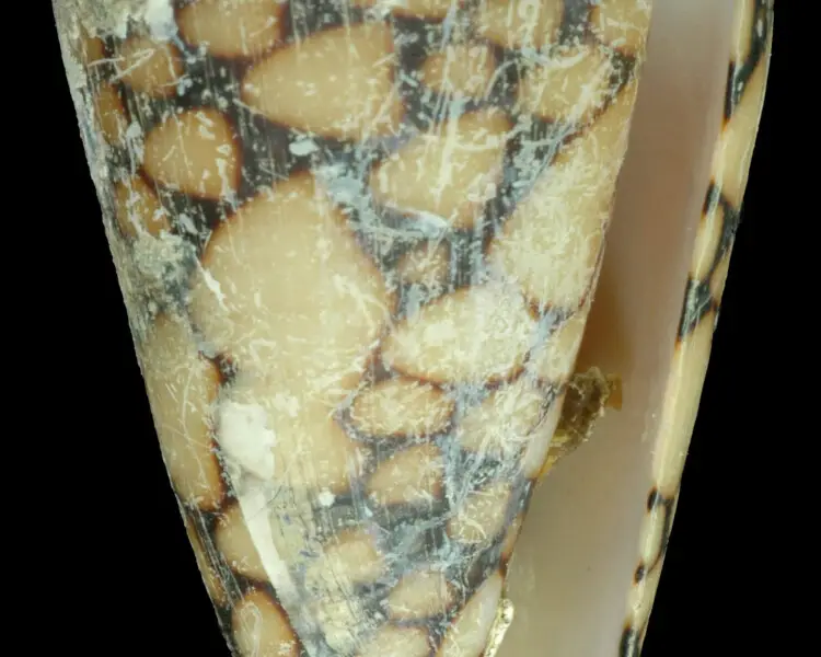 Conus marmoreus - Facts, Diet, Habitat & Pictures on Animalia.bio