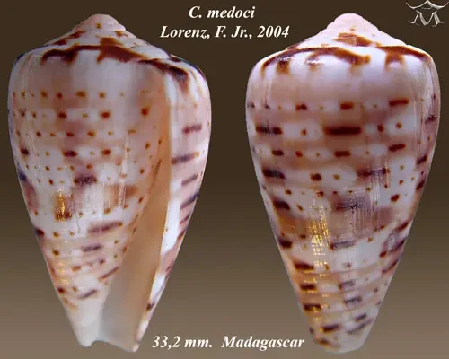 Conus medoci - факти, дієта, ареал і фотографії на Animalia.bio