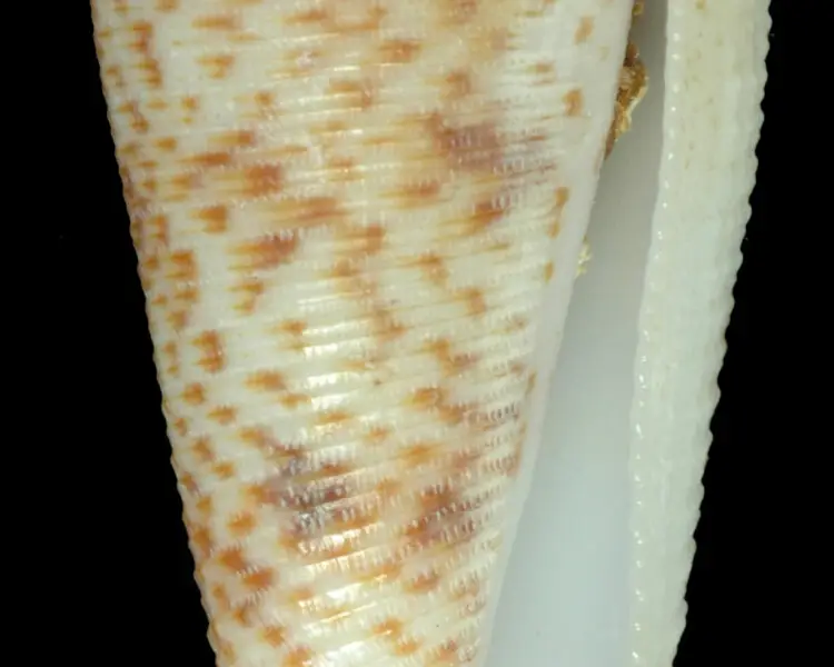 Conus moluccensis - факти, дієта, ареал і фотографії на Animalia.bio
