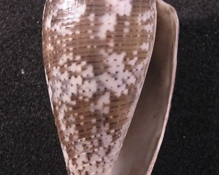 Conus monachus - Facts, Diet, Habitat & Pictures on Animalia.bio