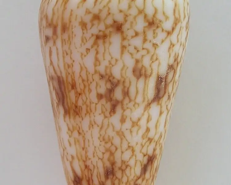 Conus neptunus - факти, дієта, ареал і фотографії на Animalia.bio