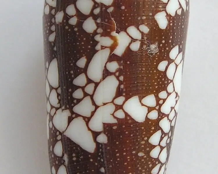 Conus pennaceus - Facts, Diet, Habitat & Pictures on Animalia.bio
