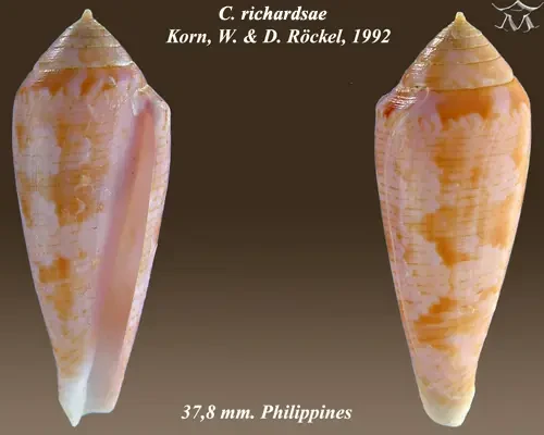 Conus richardsae - Facts, Diet, Habitat & Pictures on Animalia.bio
