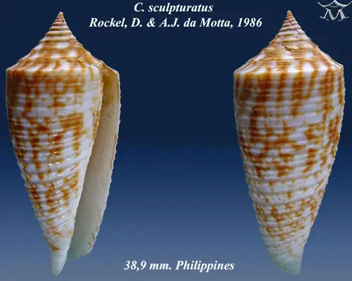 Conus sculpturatus - факти, дієта, ареал і фотографії на Animalia.bio