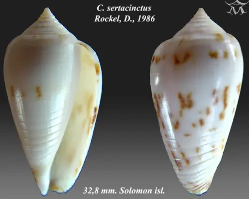 Conus sertacinctus - факти, дієта, ареал і фотографії на Animalia.bio