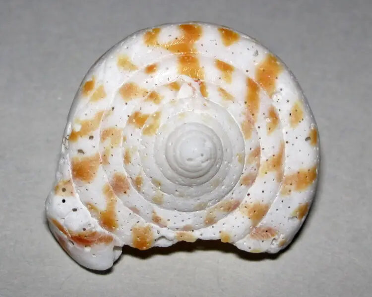 Conus spurius - факти, дієта, ареал і фотографії на Animalia.bio