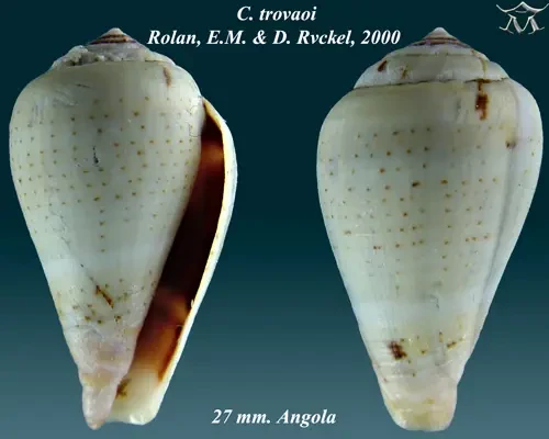 Conus trovaoi - факти, дієта, ареал і фотографії на Animalia.bio