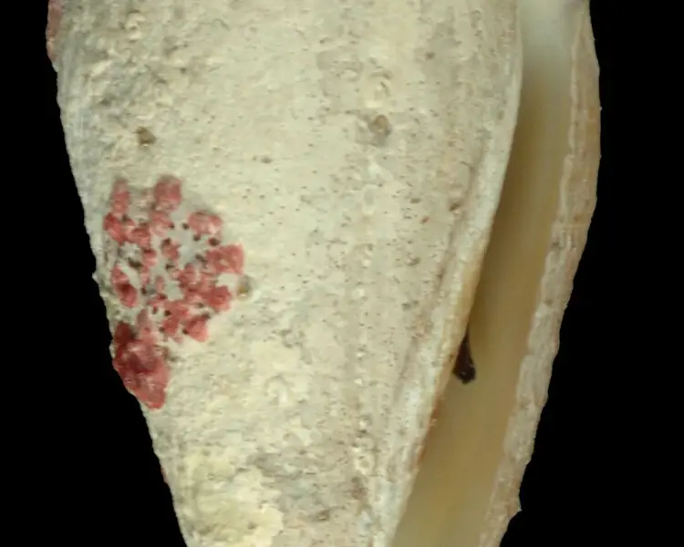 Conus varius - Facts, Diet, Habitat & Pictures on Animalia.bio