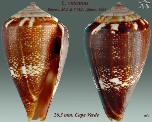 Conus vulcanus - факти, дієта, ареал і фотографії на Animalia.bio
