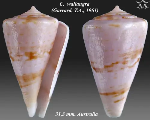 Conus wallangra - факти, дієта, ареал і фотографії на Animalia.bio