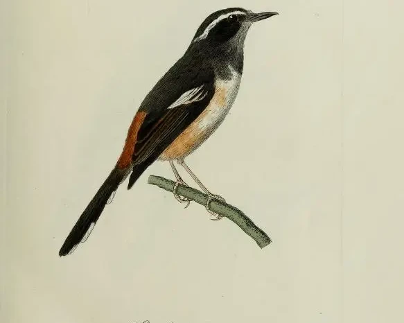 Copsychus luzoniensis - факти, дієта, ареал і фотографії на Animalia.bio