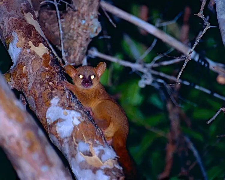 Mirza coquereli - факти, дієта, ареал і фотографії на Animalia.bio