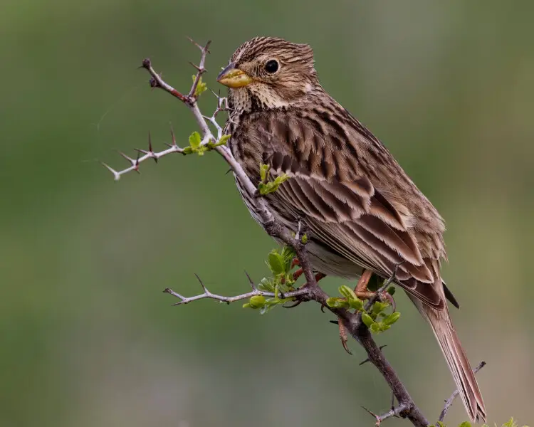 Corn bunting - Facts, Diet, Habitat & Pictures on Animalia.bio