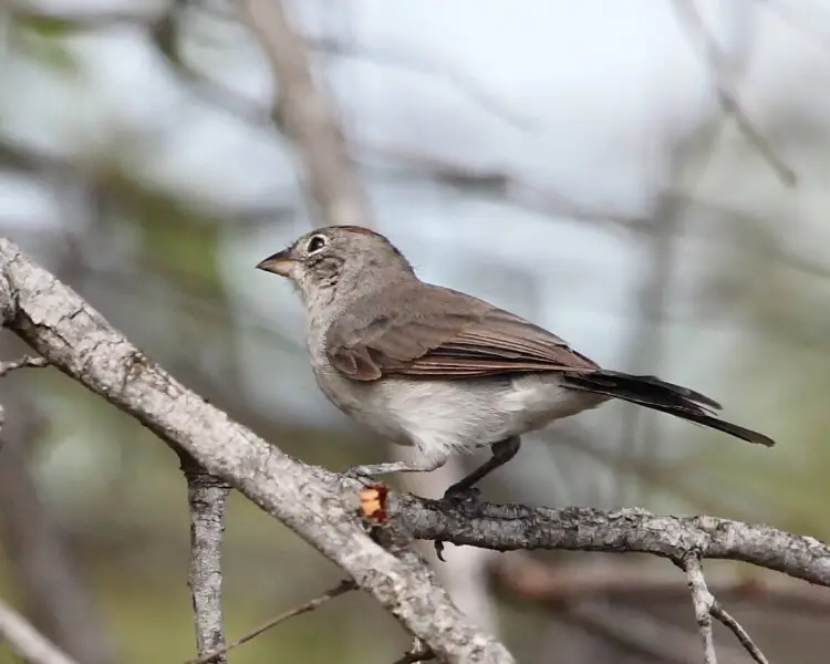 Grey pileated finch - Facts, Diet, Habitat & Pictures on Animalia.bio