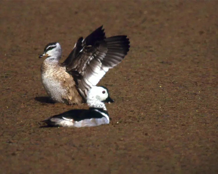 Cotton pygmy goose - Facts, Diet, Habitat & Pictures on Animalia.bio