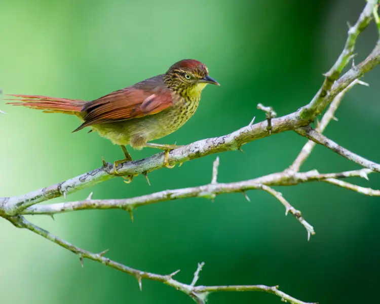 Speckled spinetail - Facts, Diet, Habitat & Pictures on Animalia.bio