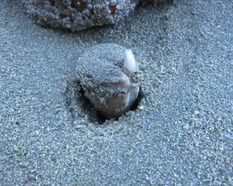 Crassula aequilatera - Facts, Diet, Habitat & Pictures on Animalia.bio