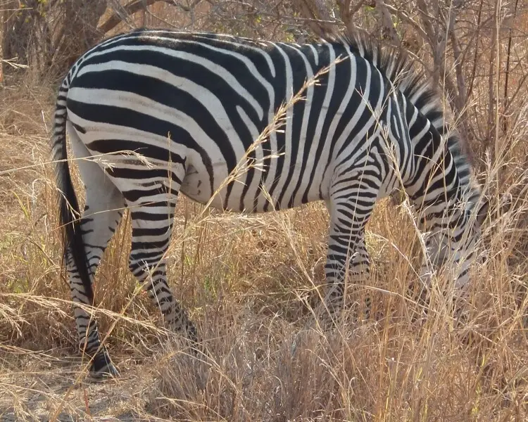 Equus quagga crawshayi - факти, дієта, ареал і фотографії на Animalia.bio