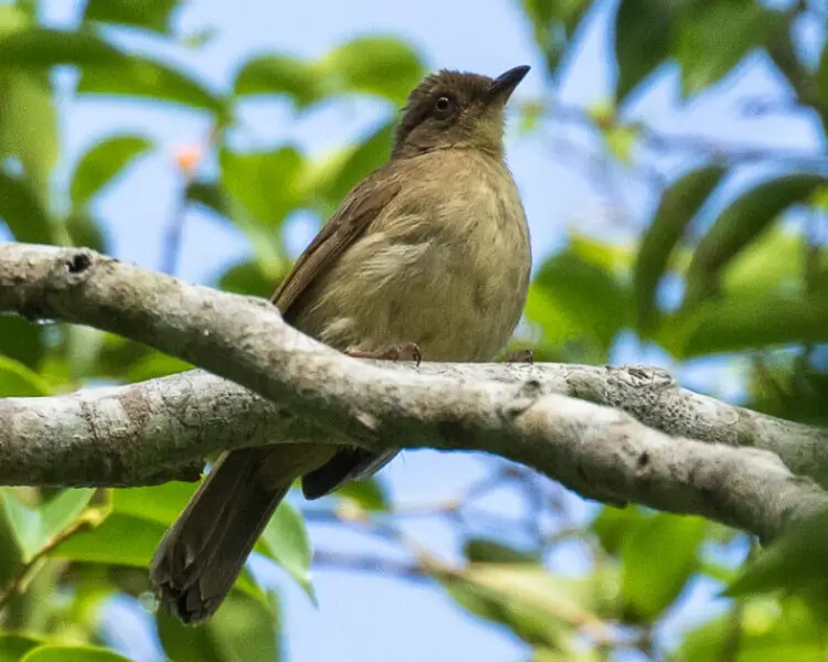 Pycnonotus simplex - Fatti, dieta, habitat e immagini su Animalia.bio