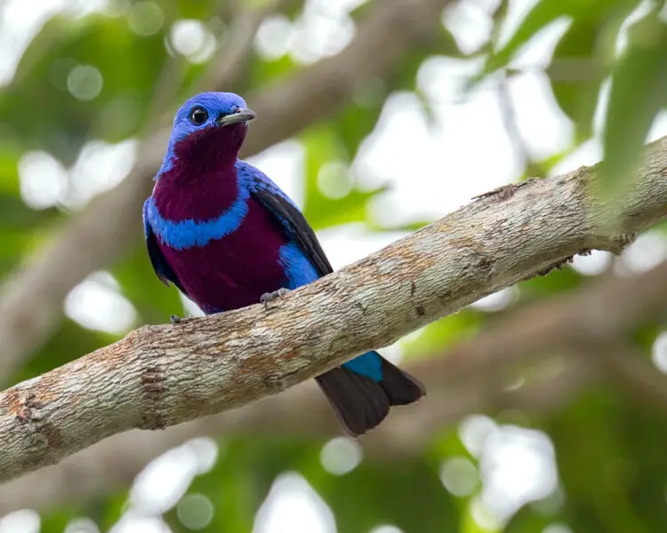 Banded cotinga - Facts, Diet, Habitat & Pictures on Animalia.bio