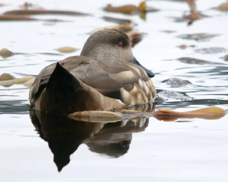 Crested duck - Facts, Diet, Habitat & Pictures on Animalia.bio