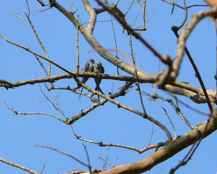 Crested treeswift - Facts, Diet, Habitat & Pictures on Animalia.bio