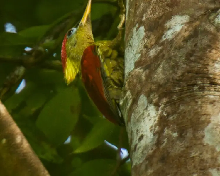 Picus puniceus - факти, дієта, ареал і фотографії на Animalia.bio