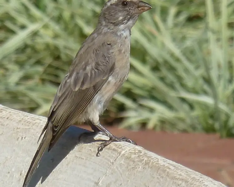Crithagra gularis - факти, дієта, ареал і фотографії на Animalia.bio